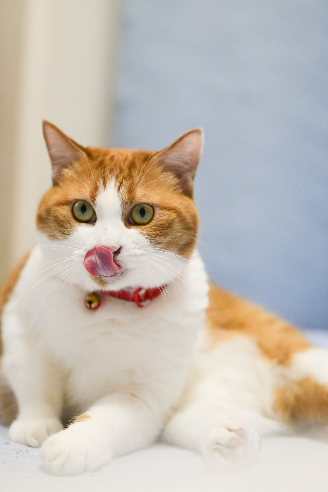 ペロンッ！｜保護犬・猫のフォトコンテスト